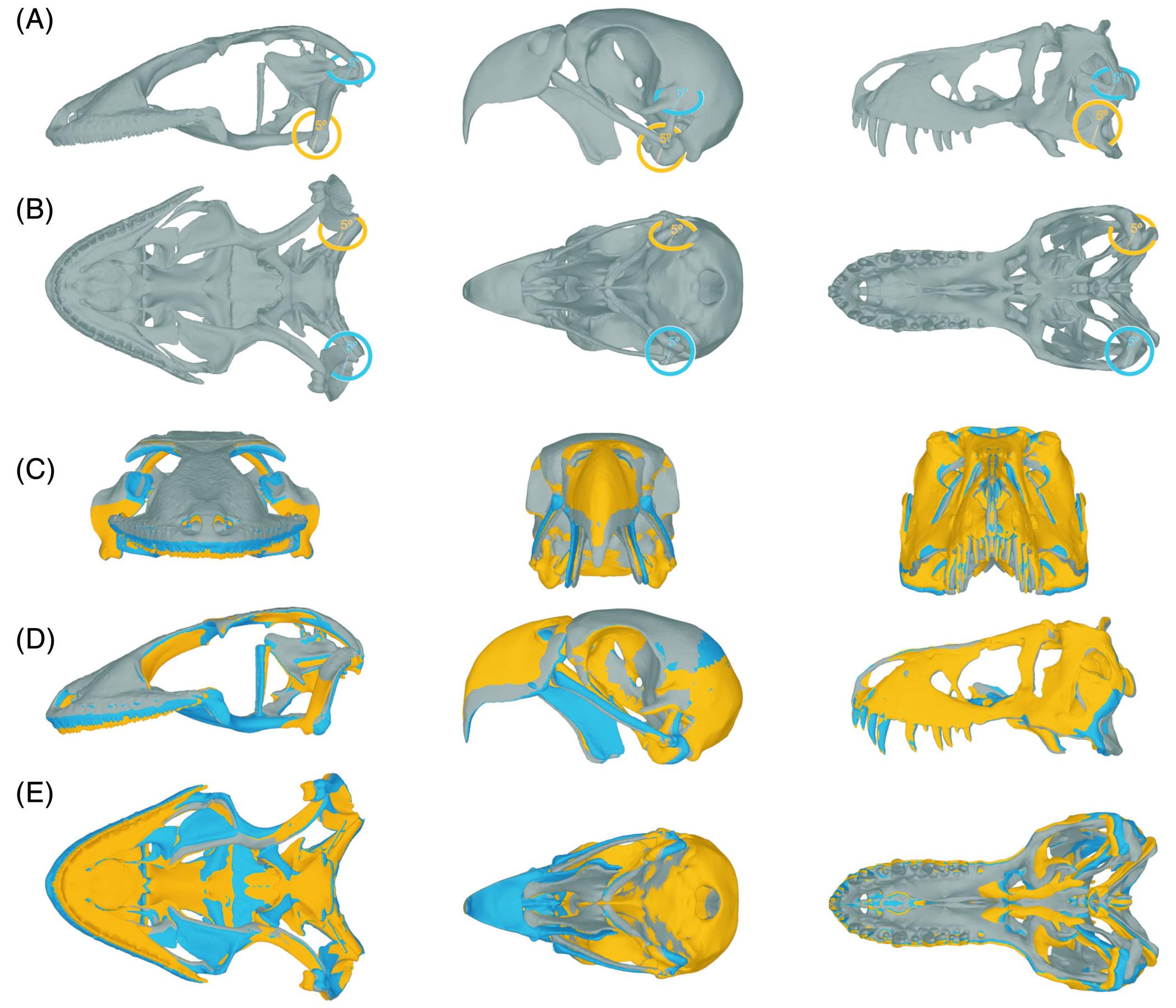 Comparisons of postures using overlays of each of the three