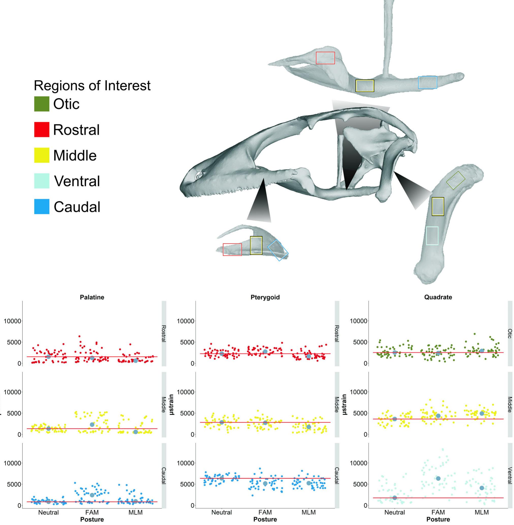 Strains of regions of interest in the palatal elements of