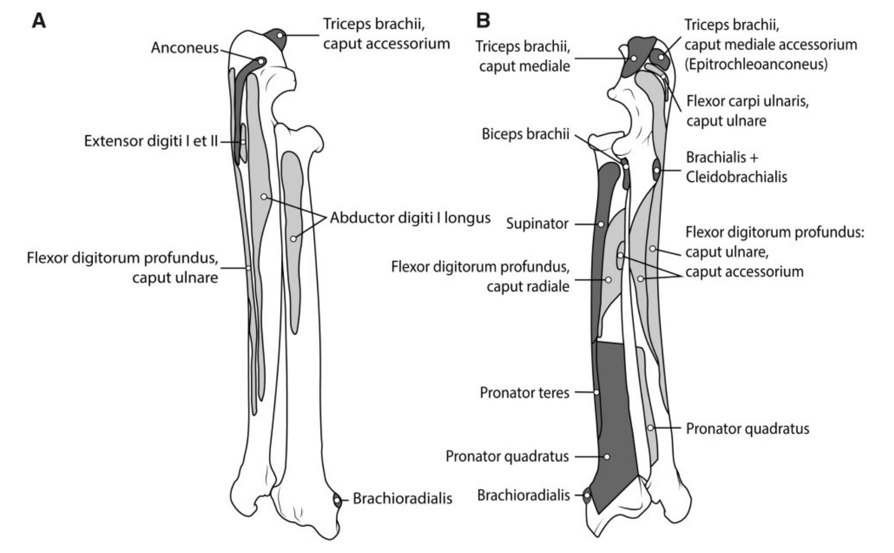 Radial and ulnar muscle maps for p uncia (left side). (a)