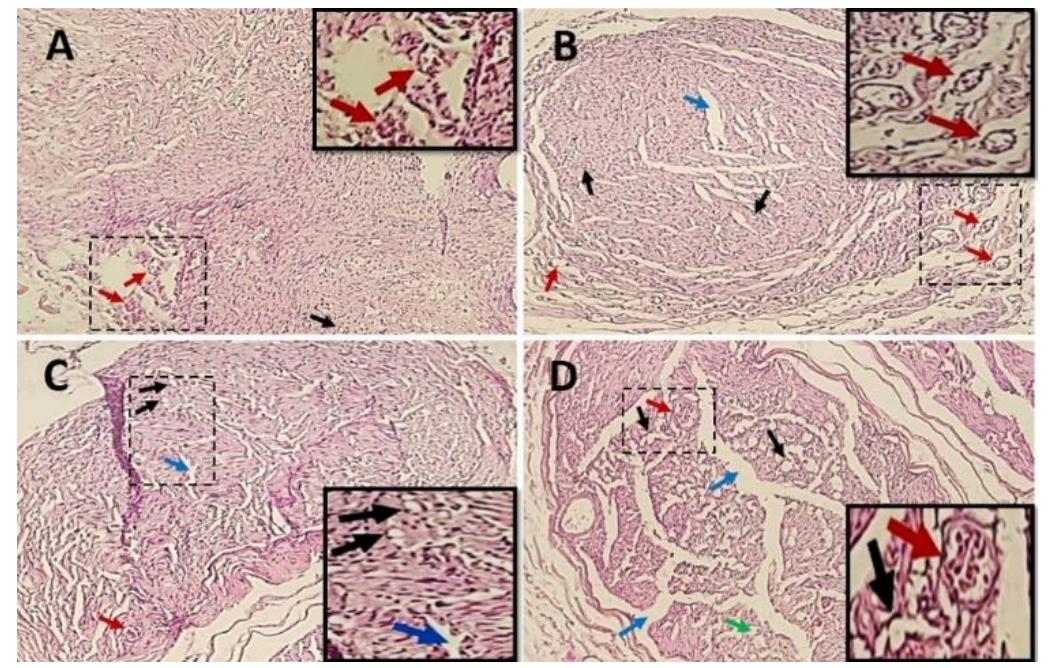 Light microscopic images of nerve tissues stained with h & e