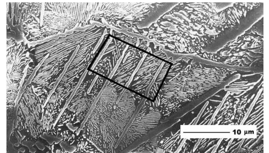 Pearlite morphology of an hypoeutectoid steel, belong- ing