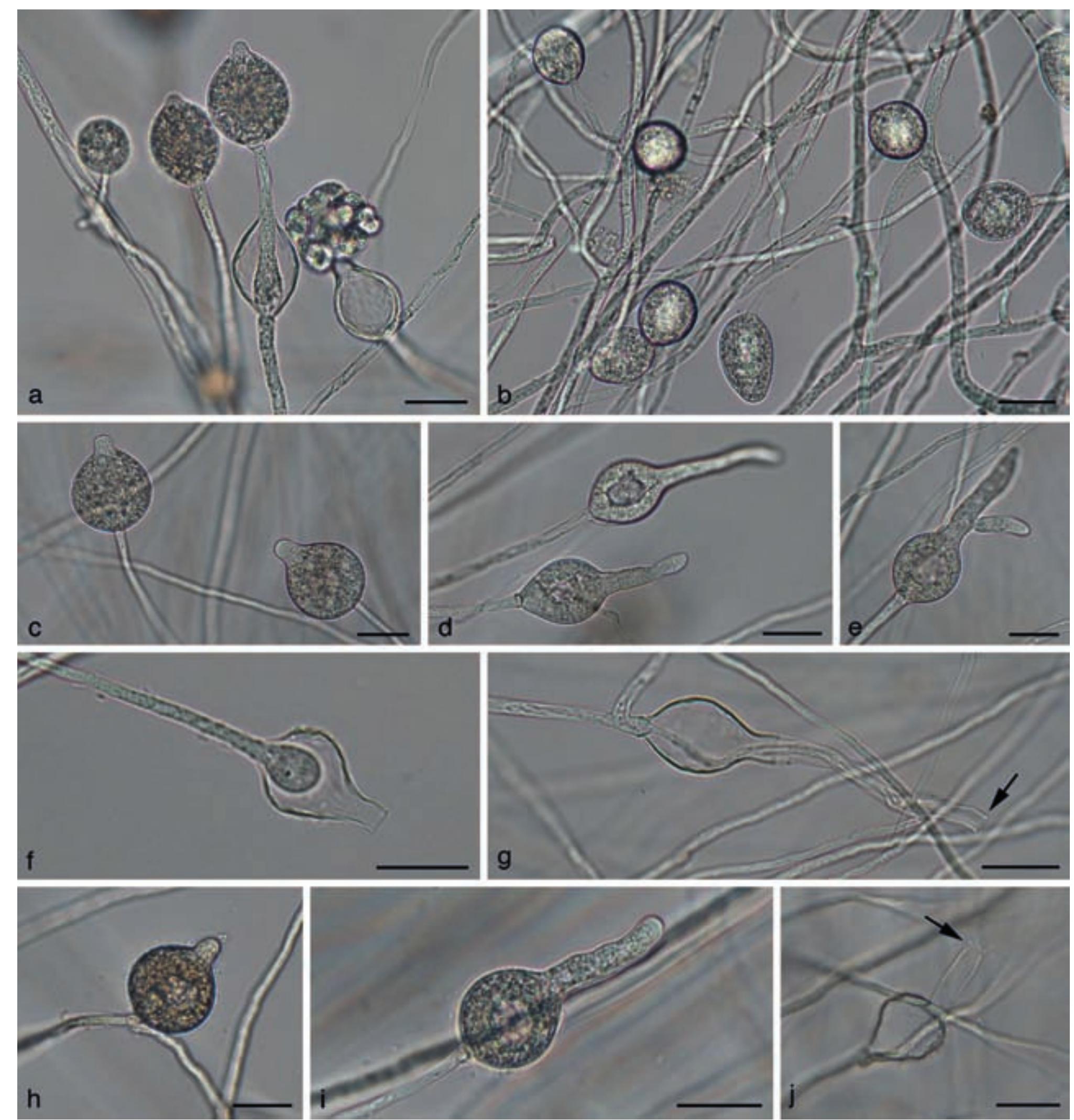 Sporangia of phytopythium species. a. p. sindhum, four