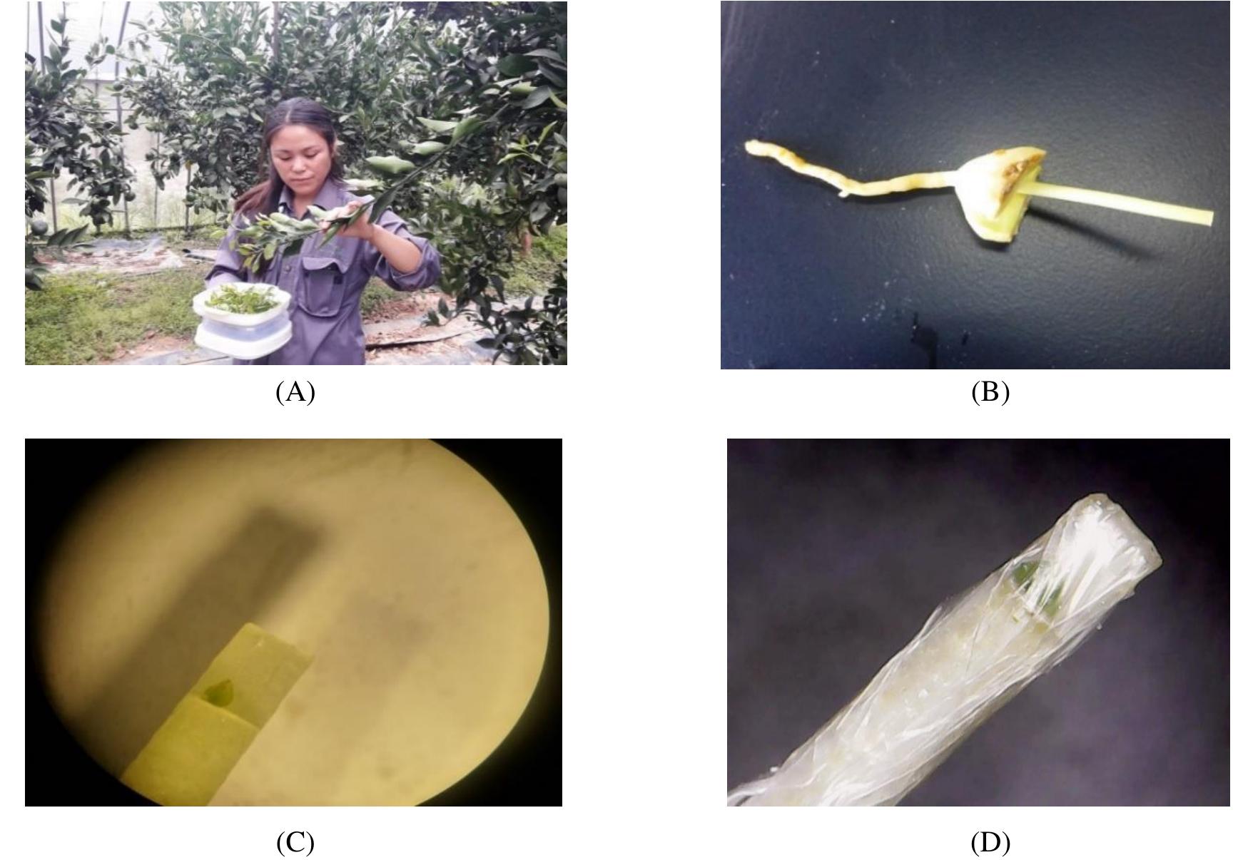 Stg scion collection (a), decapitated rootstock (b), apical