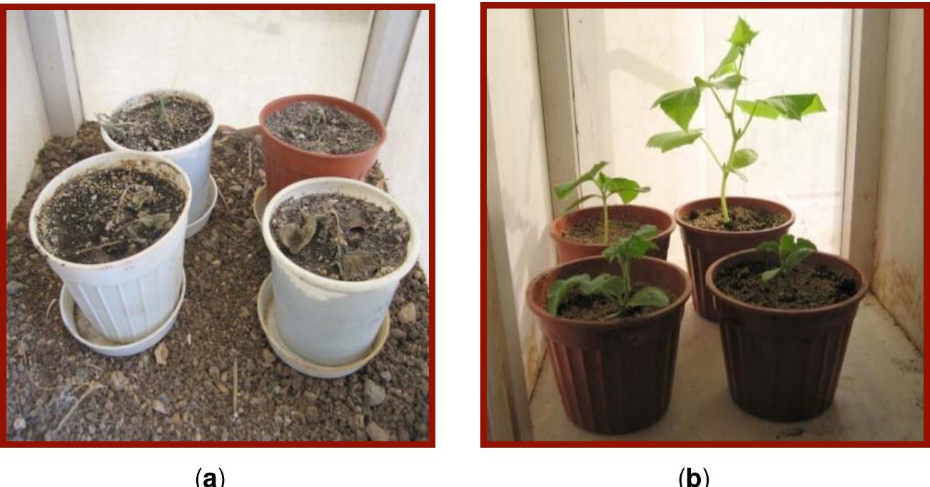 Damage of coridius viduatus on citrullus lanatus, cucumis
