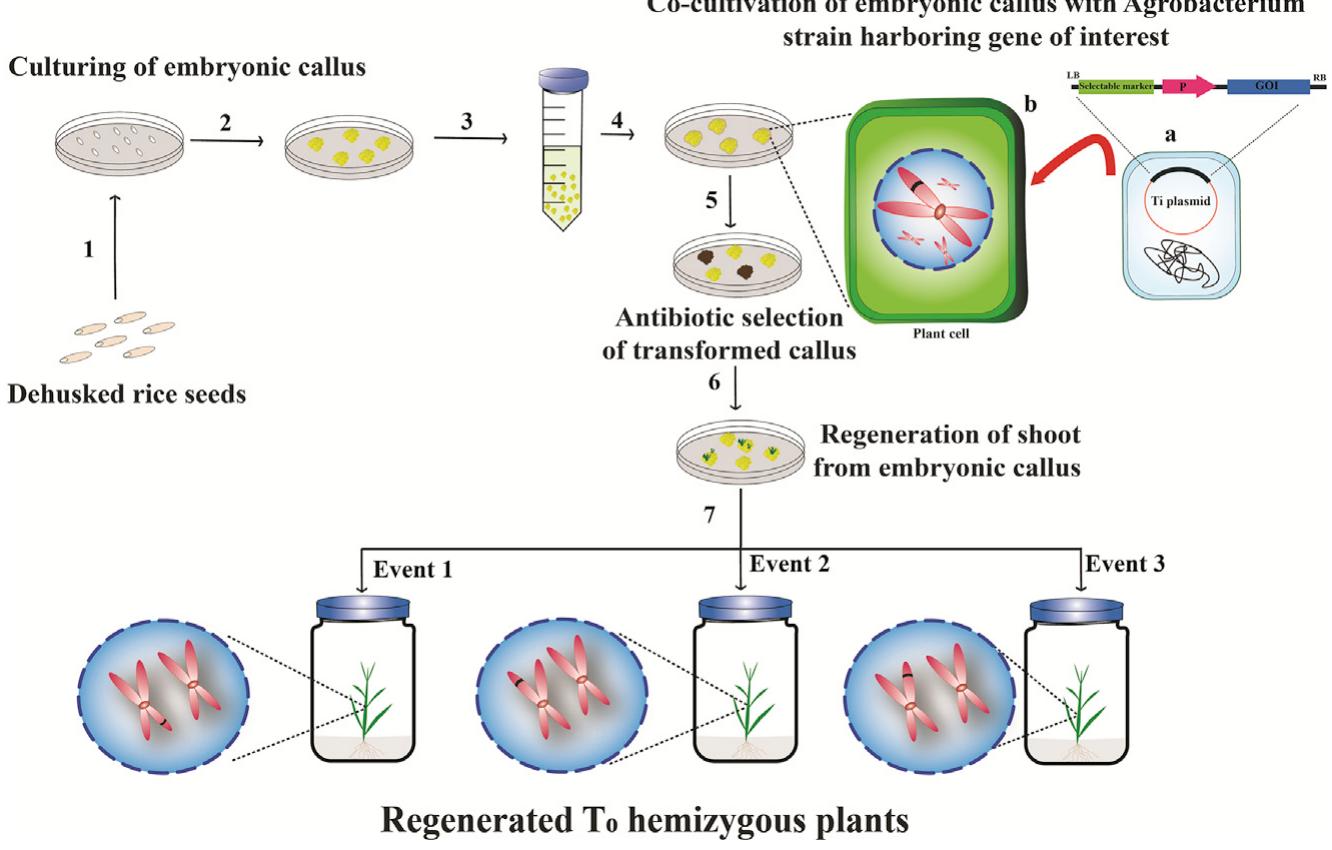 Illustration of agrobacterium-mediated gene transfer in