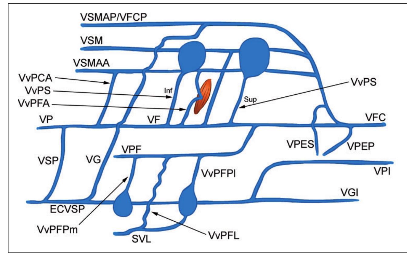 Perforating veins of the thigh. ecvsp: extensio cranialis