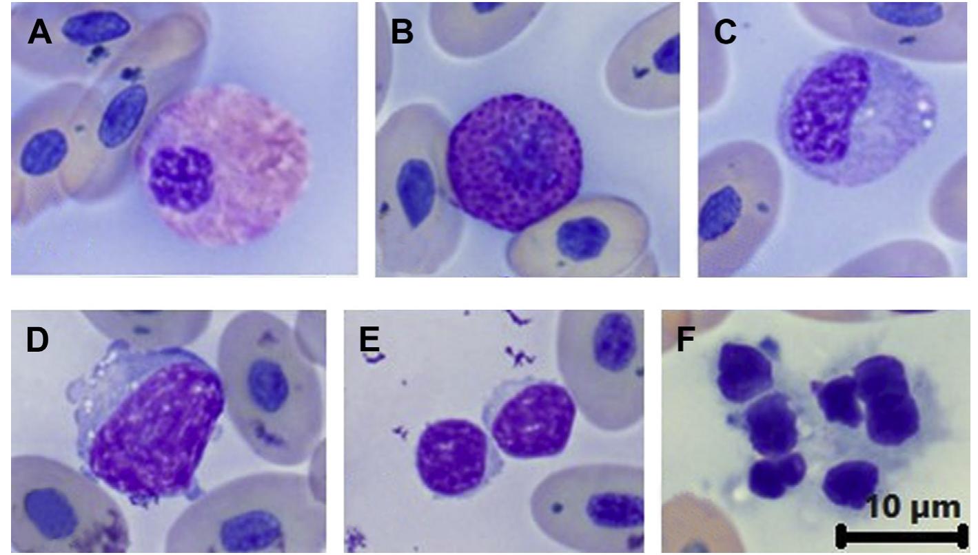 Blood cells observed on blood smear of a leopard gecko