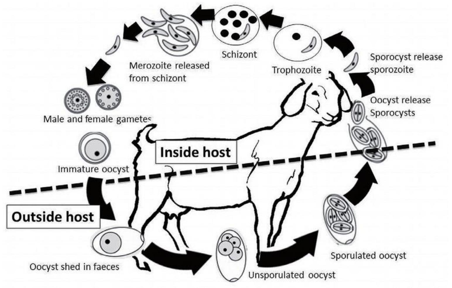 The life cycle of eimeria species in goat (bawm & lat htun,