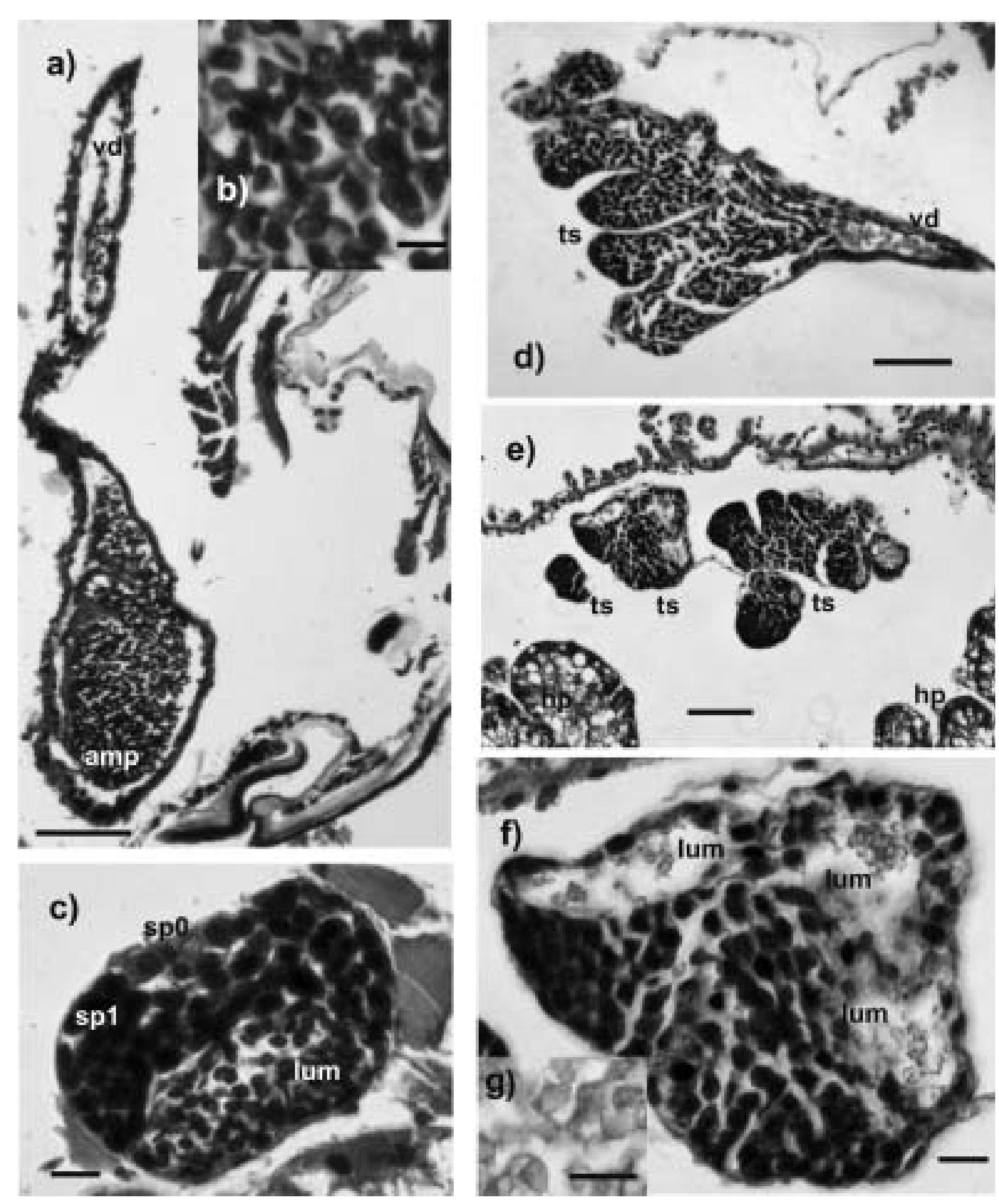 Reproductive histology of male hymenocera picta from the