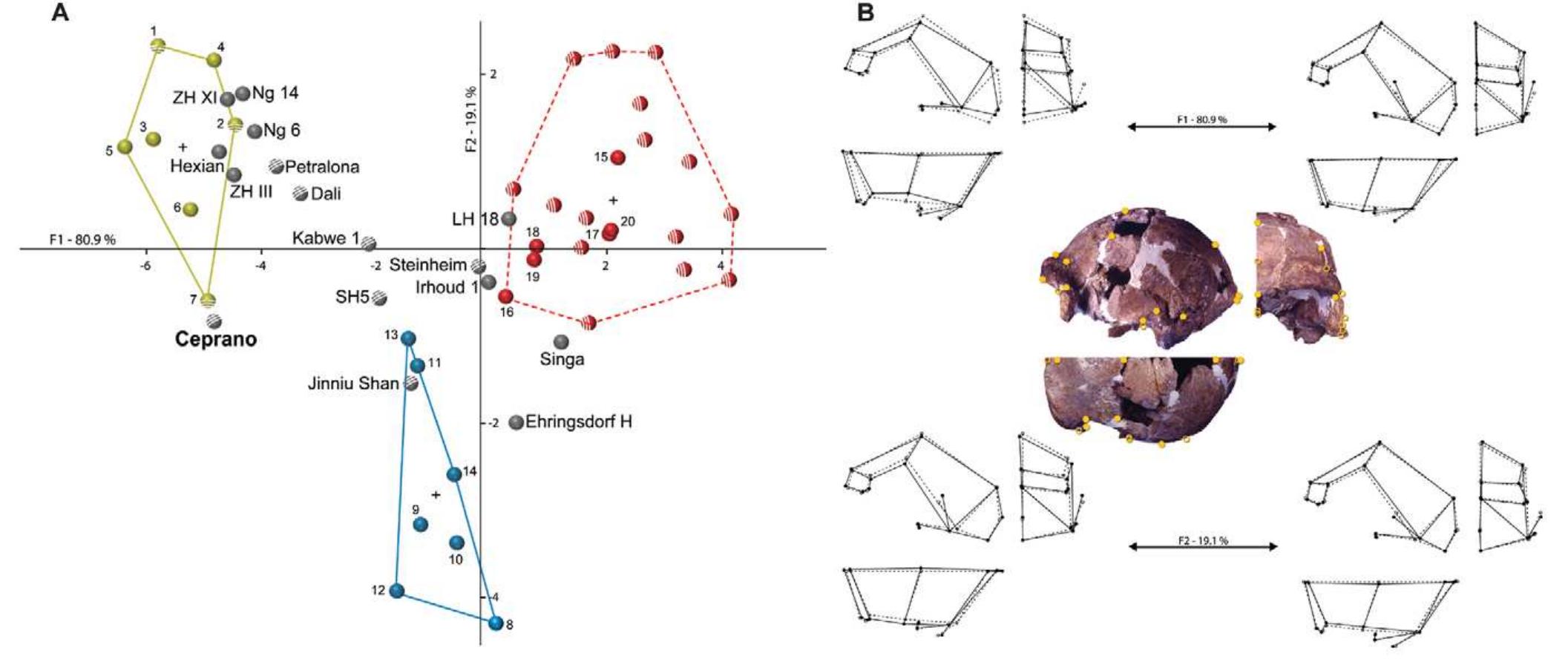 Discriminant function analysis based on landmarks data (a)