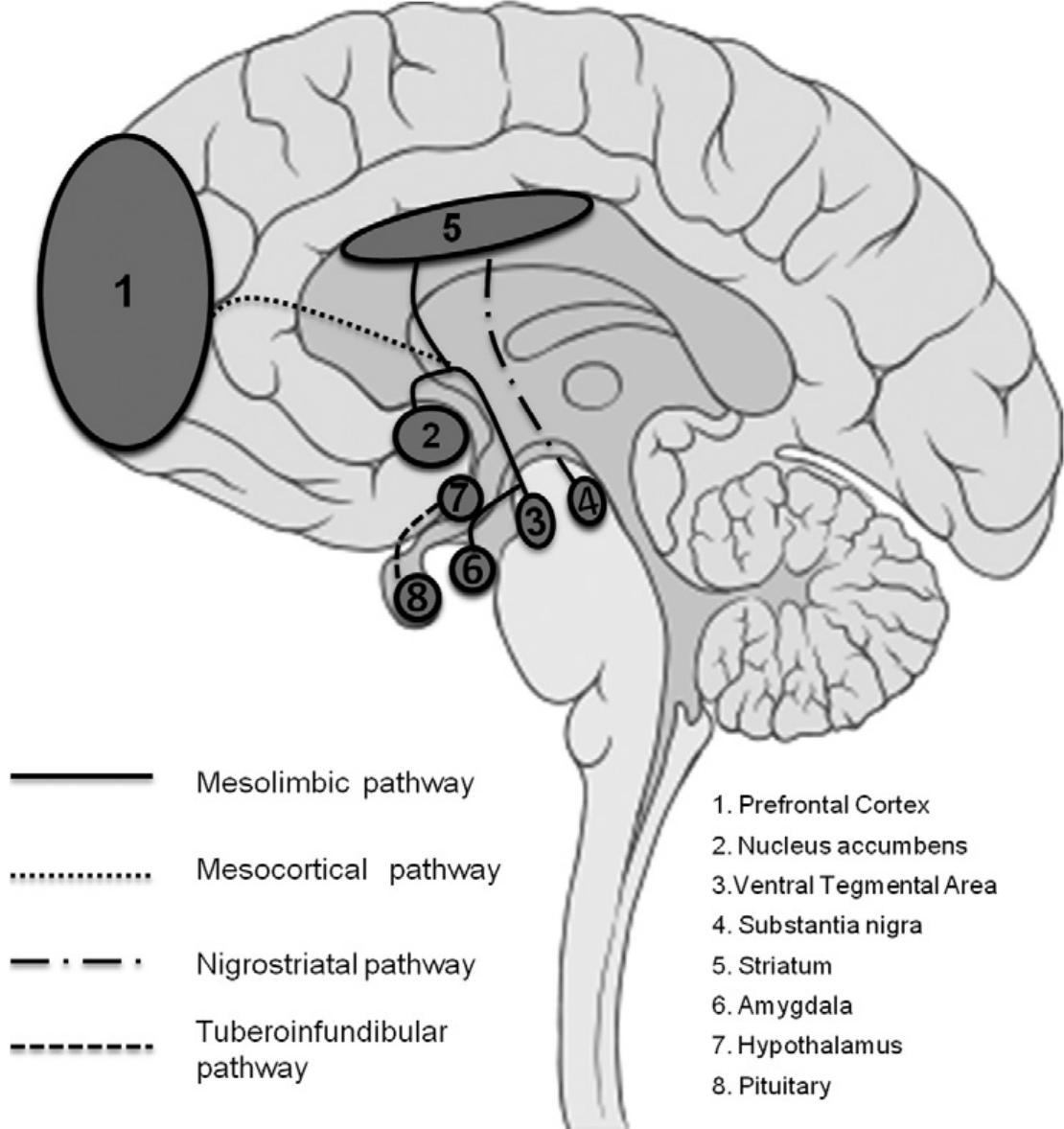 Limbic system pathways. the mesolimbic pathway innervates