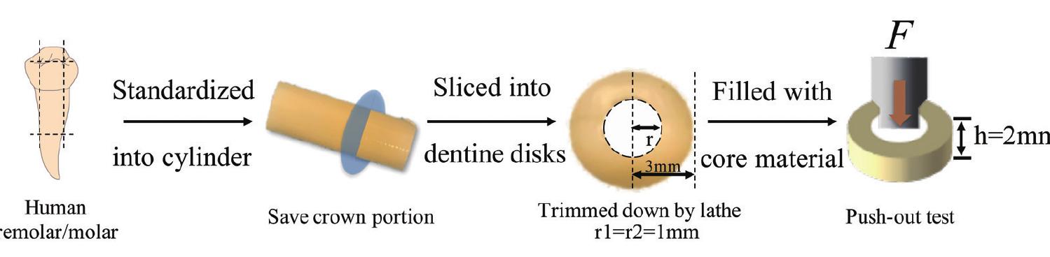 Schematic representation of the dentin disk preparation and