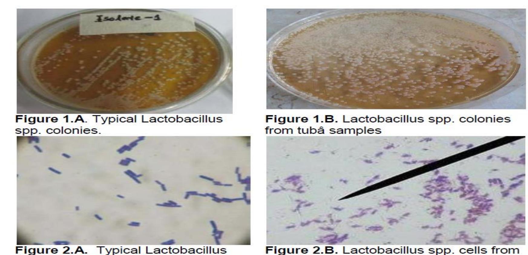Figure 2 - Assessment of Lactobacillus spp. Populations from