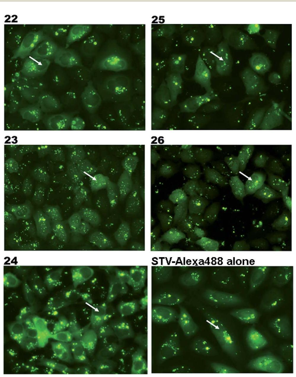 Figure 4 - from Synthetic m3G-CAP attachment necessitates a