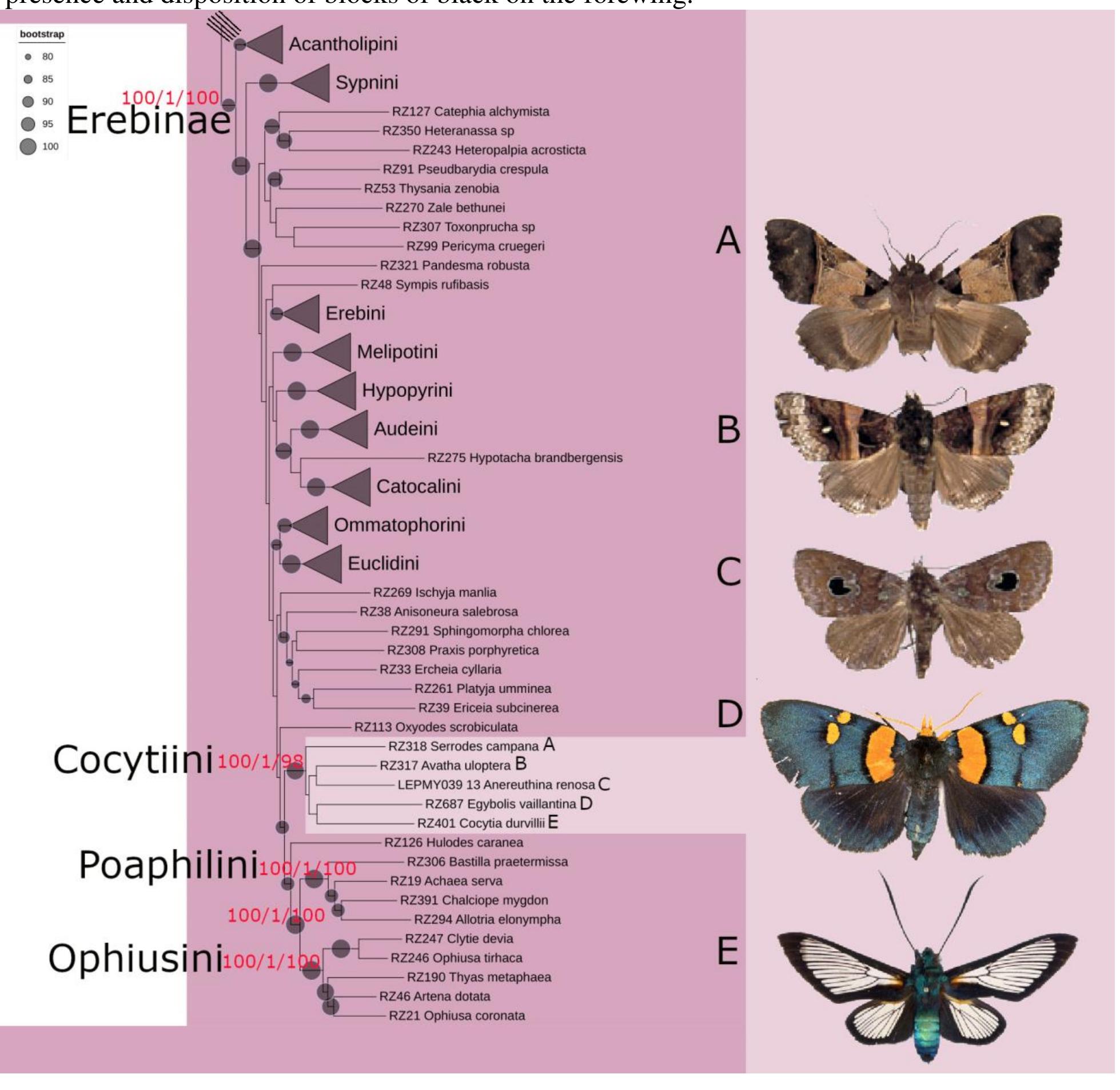 Figure 2 - The phylogenetic placement of an enigmatic moth