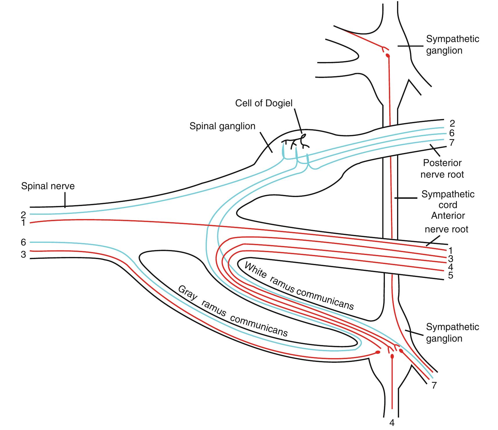 2 scheme showing structure of a typical spinal nerve and