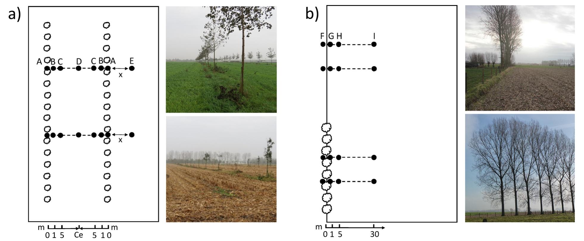 Position of pitfall traps in alley cropping (a) and the