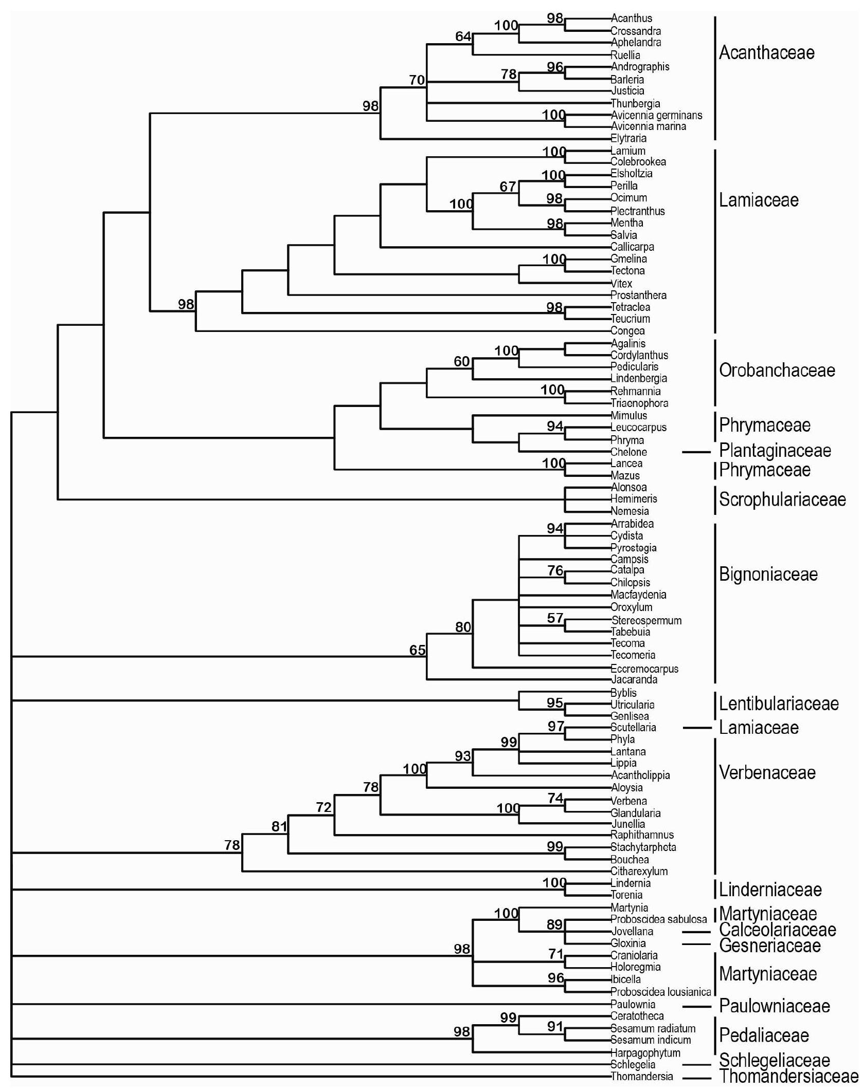 Figure 6 - A Phylogenetic Study of the Plant Family