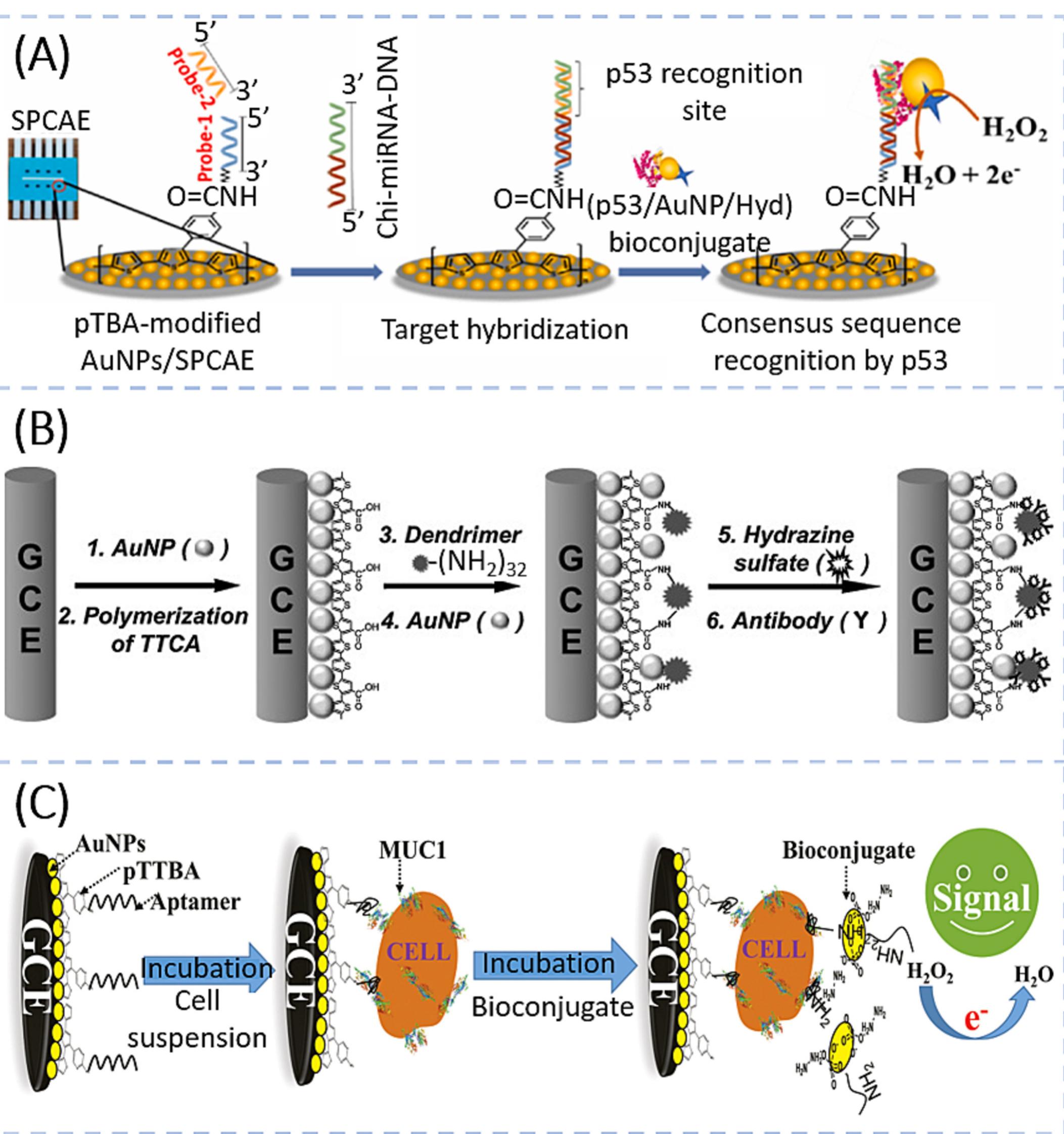 Schematic diagram. (a) the detection mechanism of micrornas