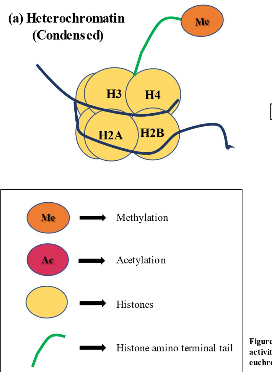 Figure 3 - Role of epigenetics and the high-throughput