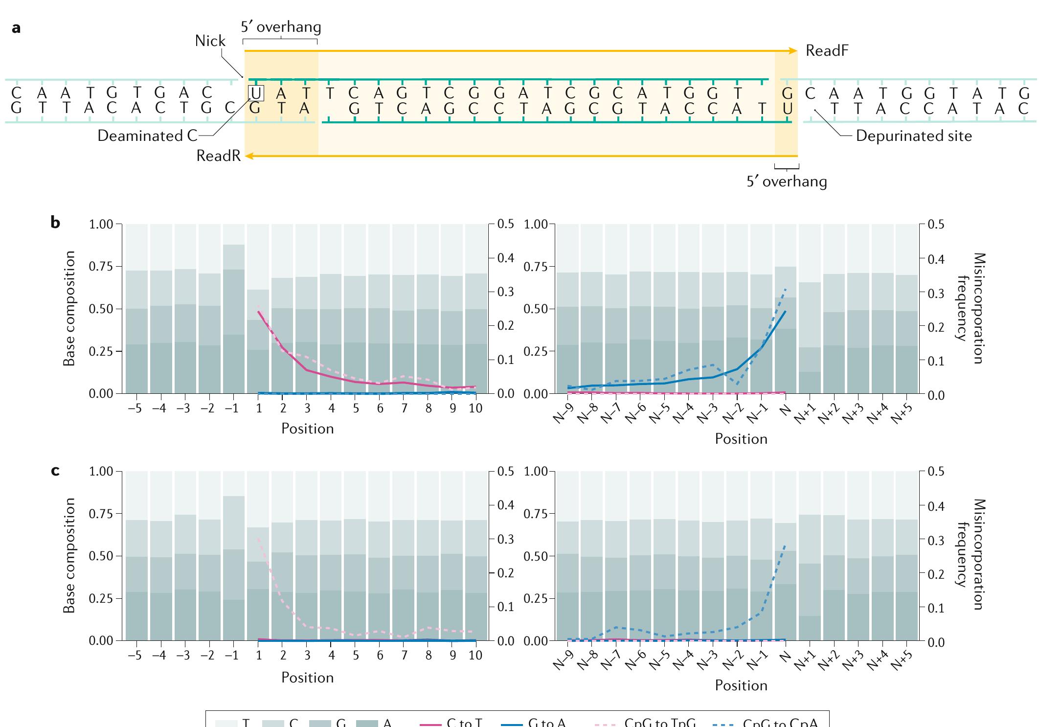 High taxonomic resolution is often achieved through
