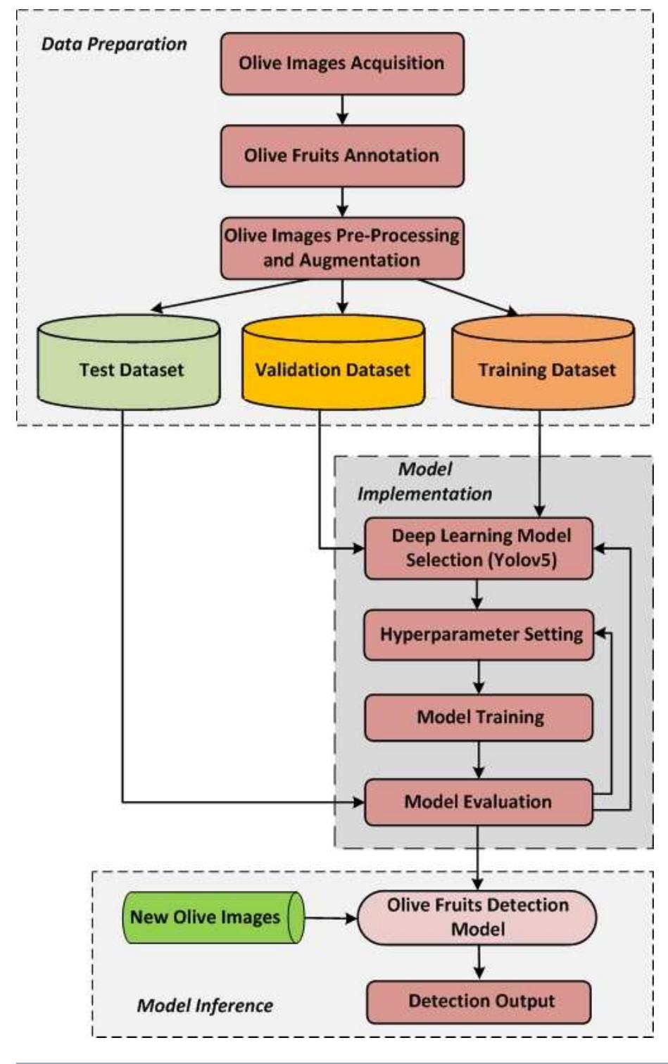 Flowchart of the olive detection model implementation