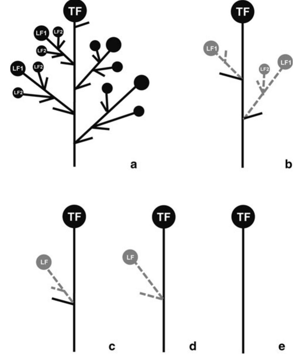 Inflorescence types in ranunculeae. diagrams flowers are
