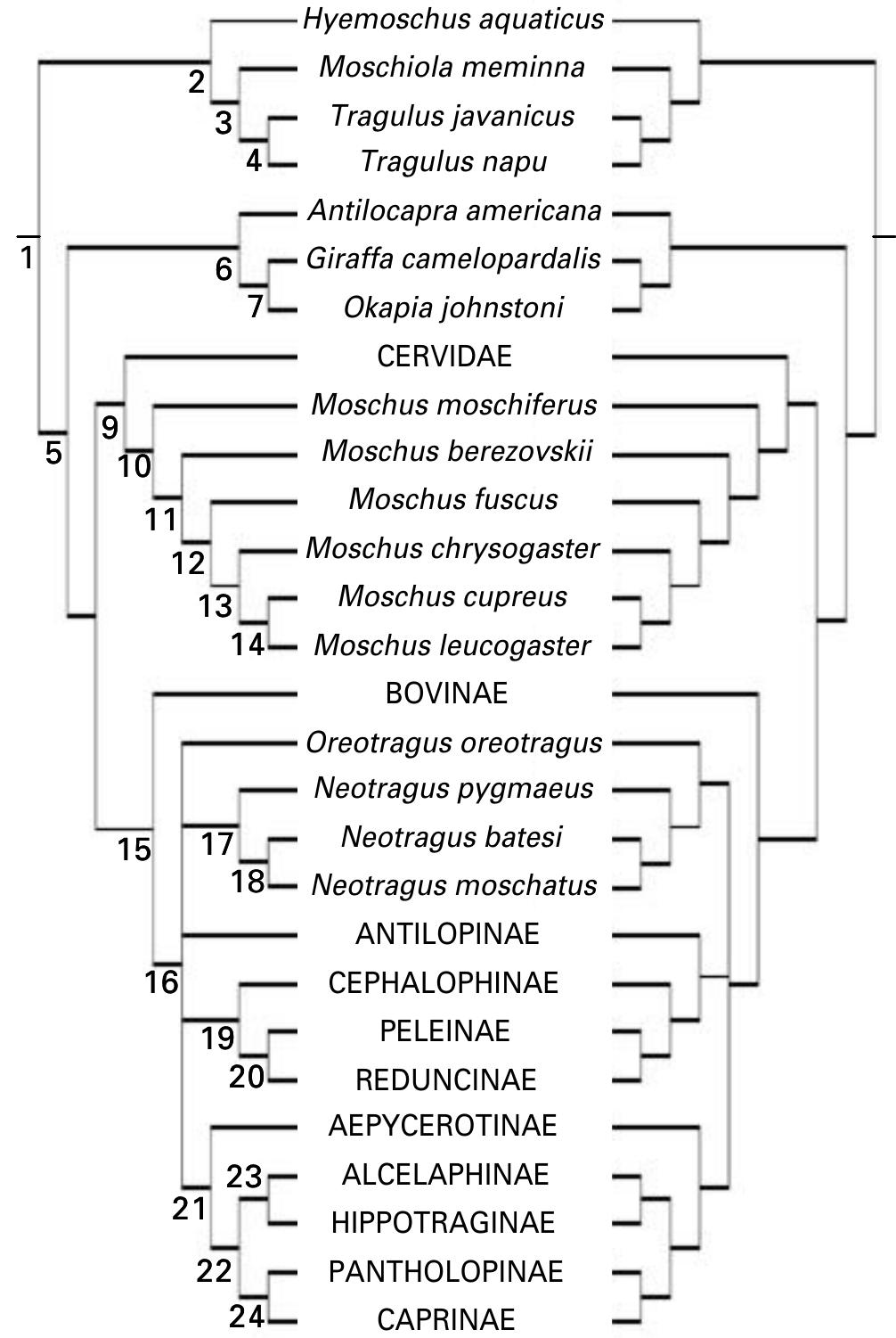 The composite tree for the higher groups of ruminants and
