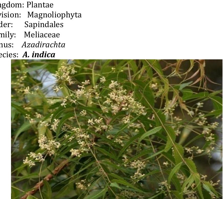 Leaves of neem the neem tree azadirachta indica a. belongs