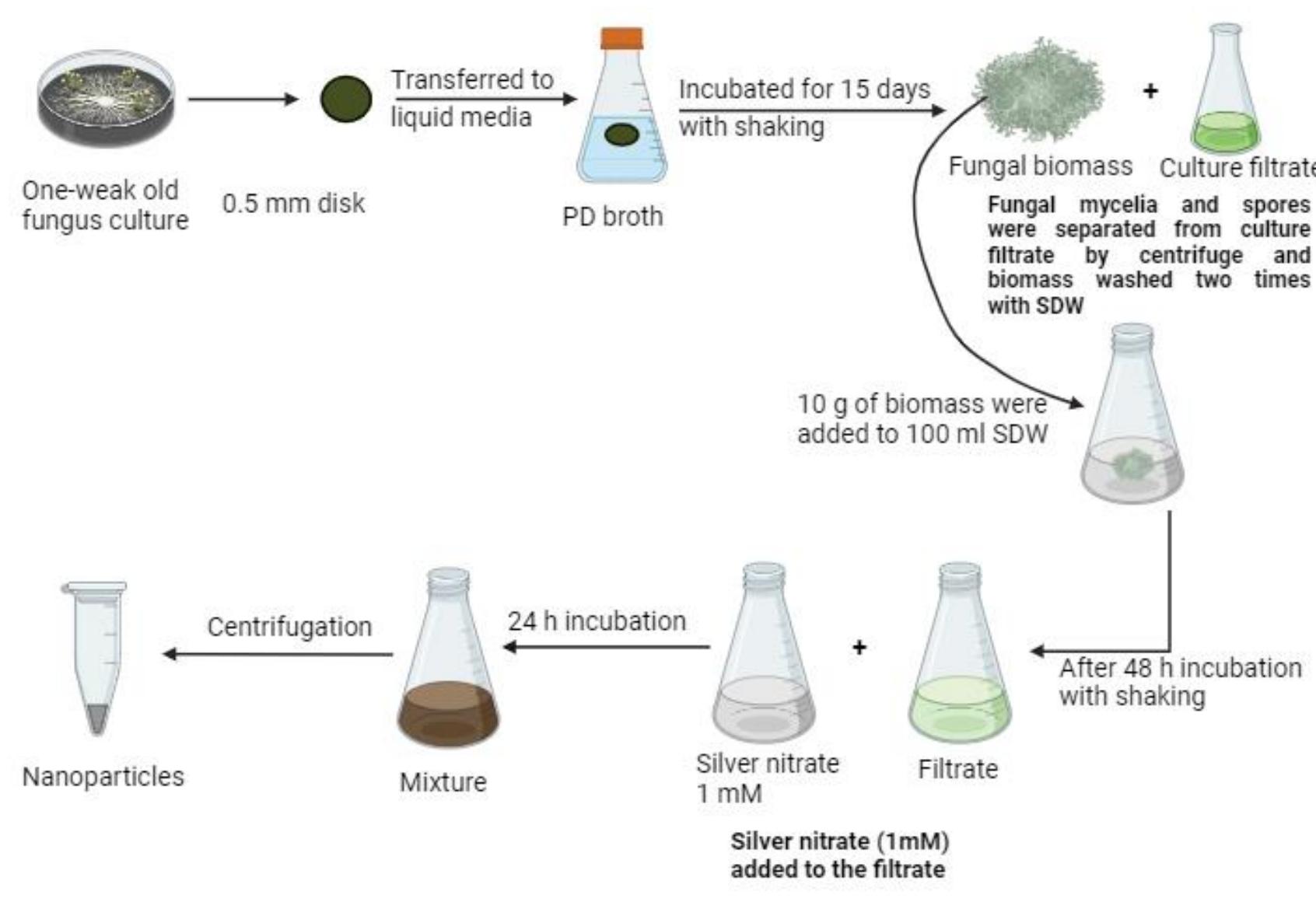 A diagram of the production process of bio-nanoparticles