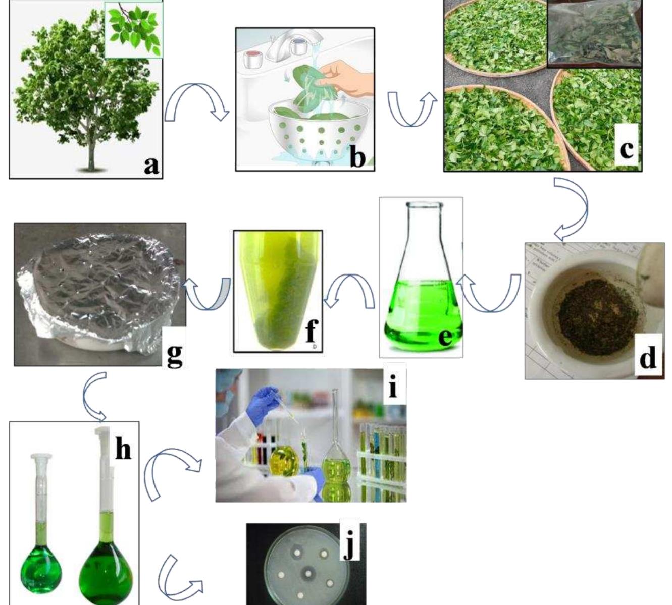 ‘ig. 2. processing of leaves and preparation of plant