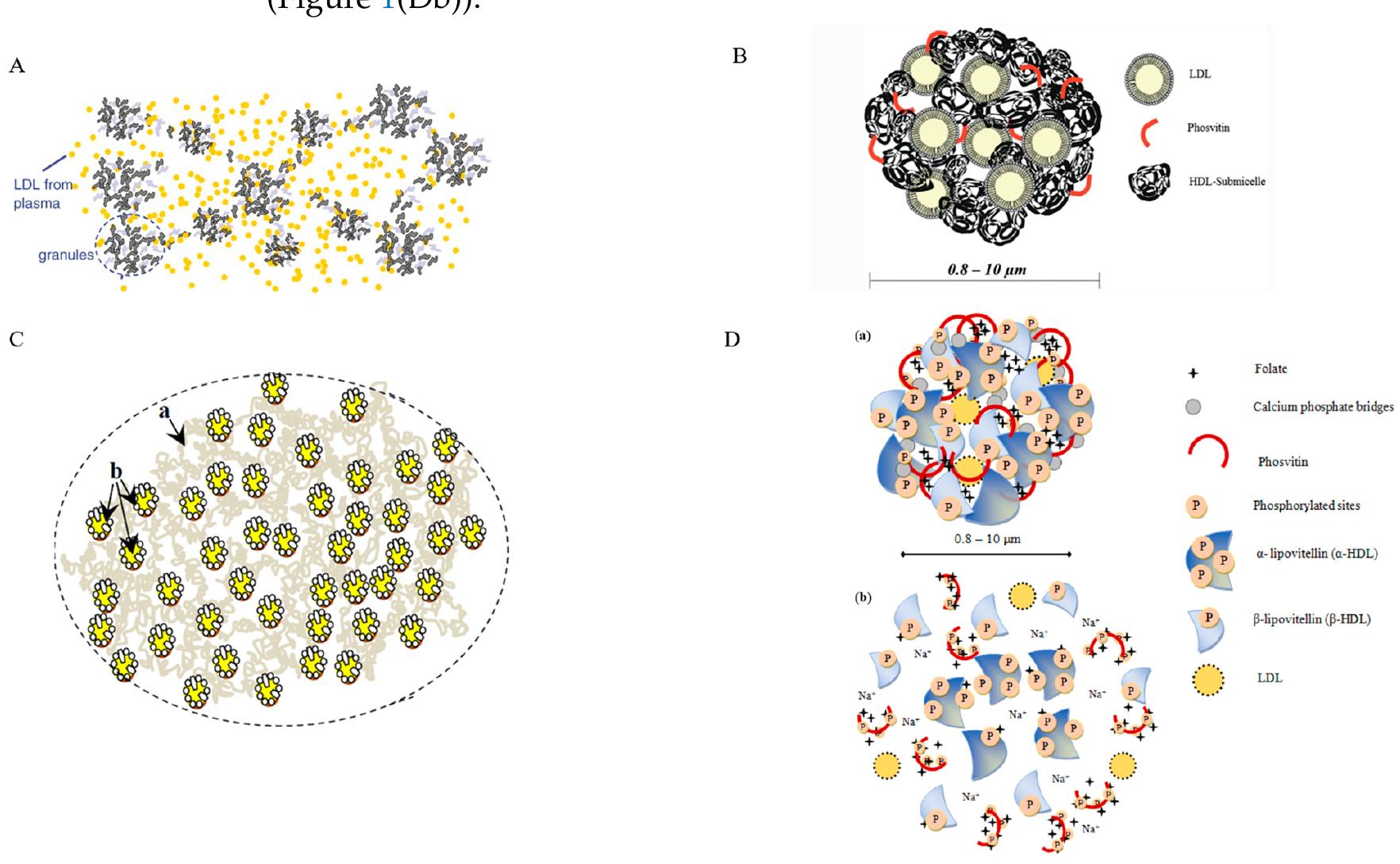 Recent models of egg yolk and granule structures are shown