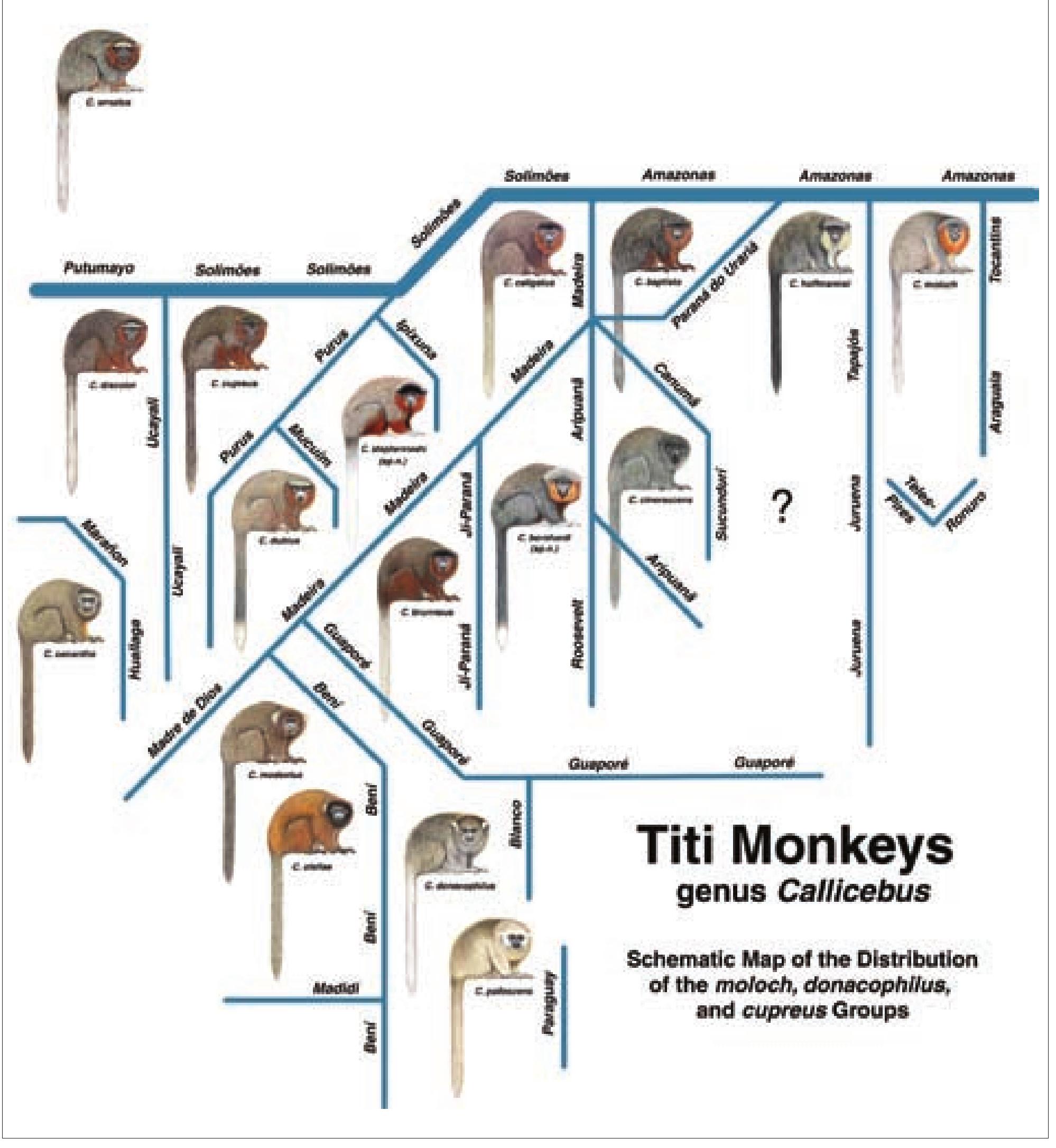 Schematic map of the distribution of amazonian titi monkeys,