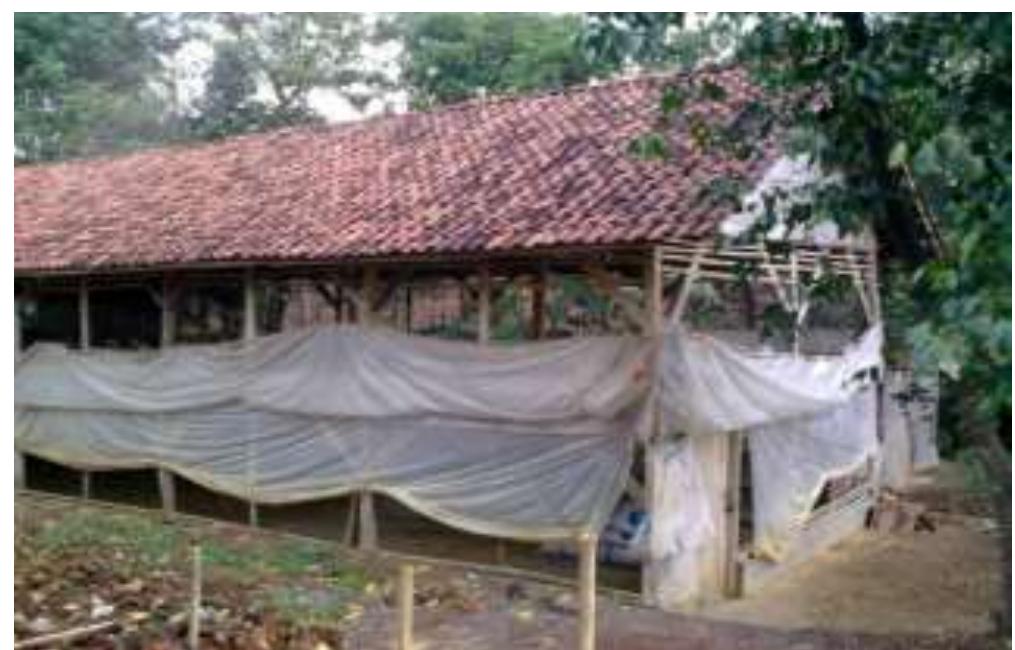 Open house system of rearing broiler chicken for plasma
