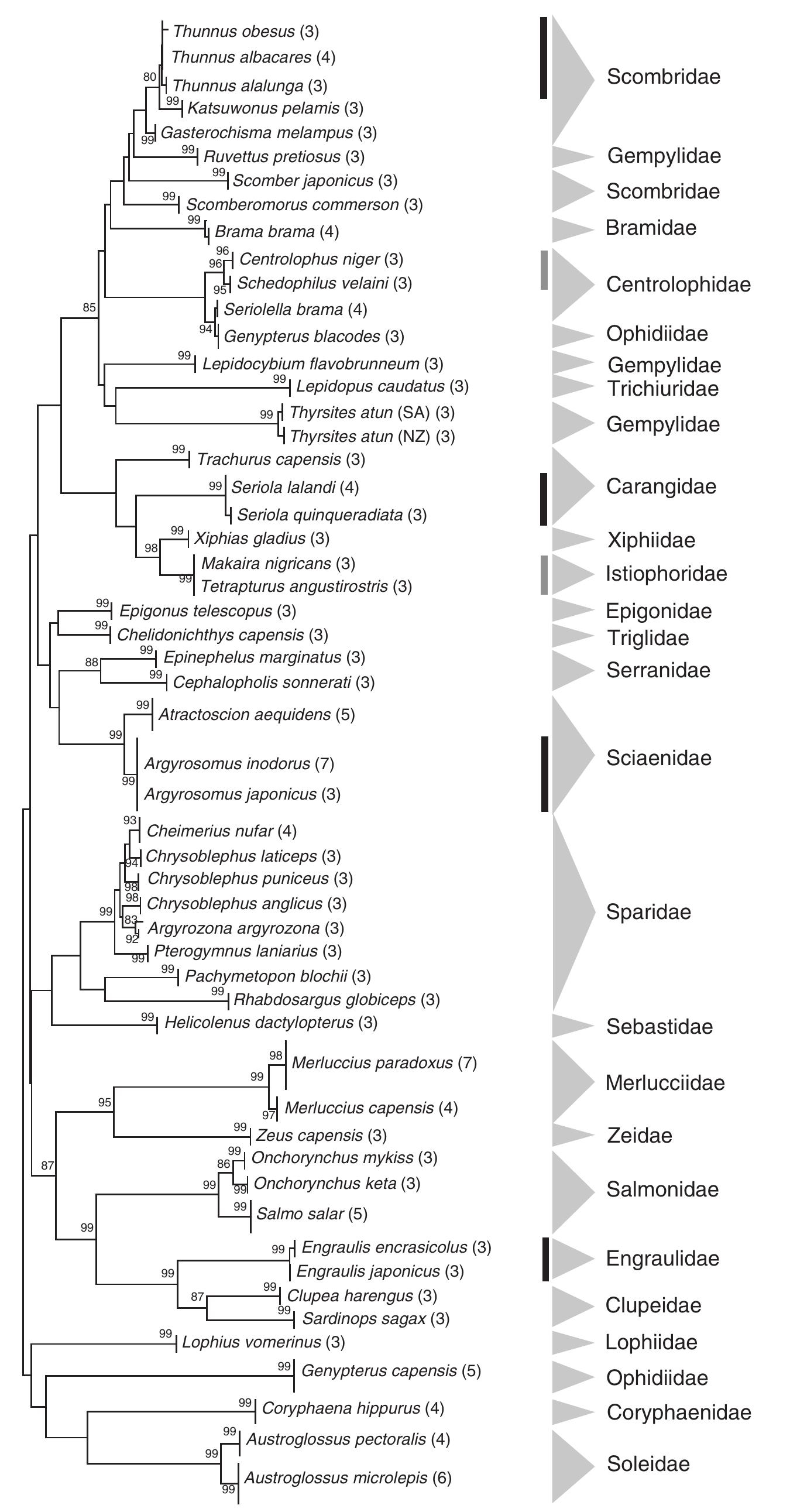 K2p distance neighbour-joining tree of 12s rrna gene
