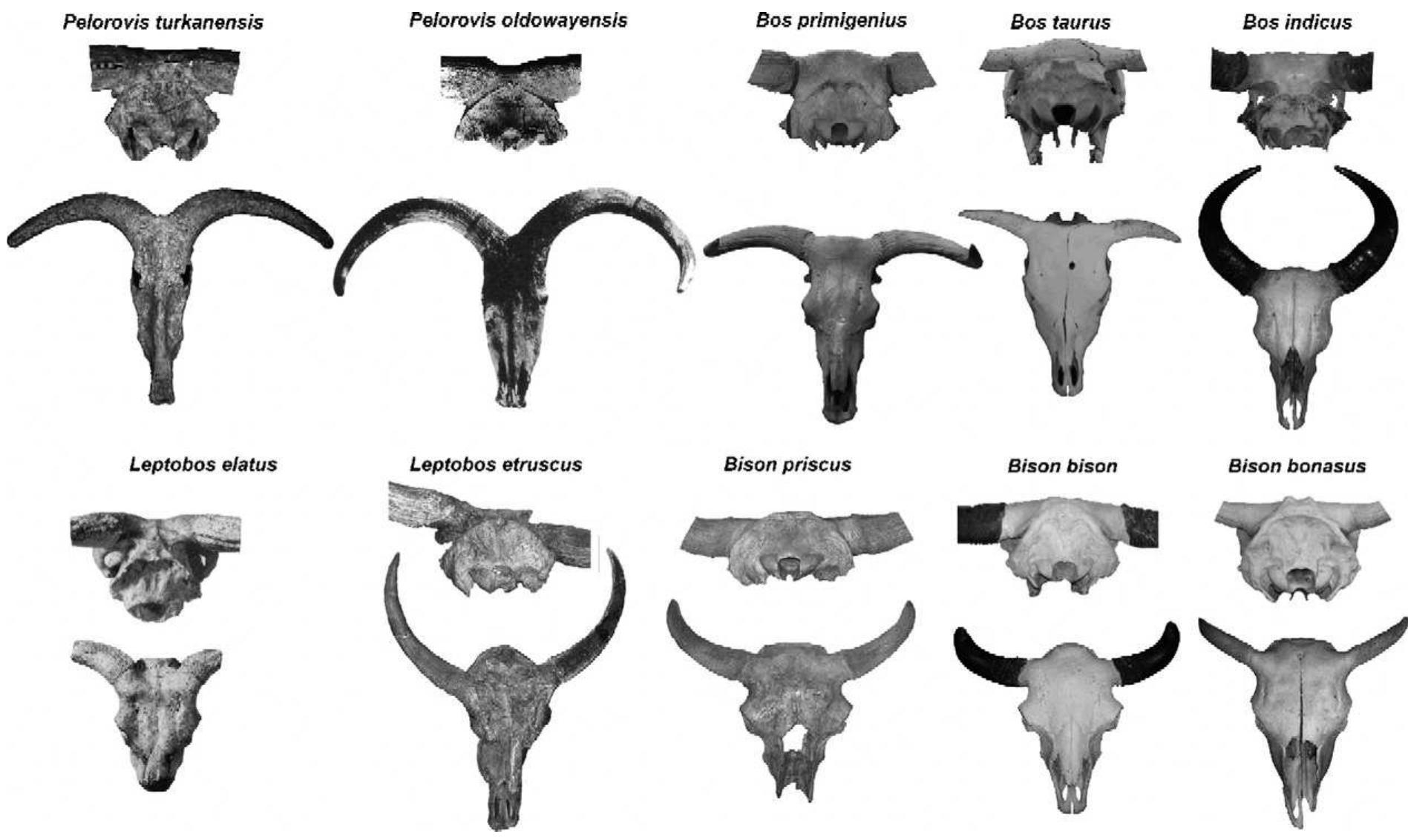 |. posterior and superior views of pelorovis turkanensis