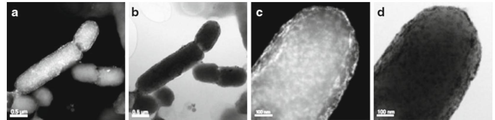 Stem imaging of escherichia coli bacteria. (a, c) high