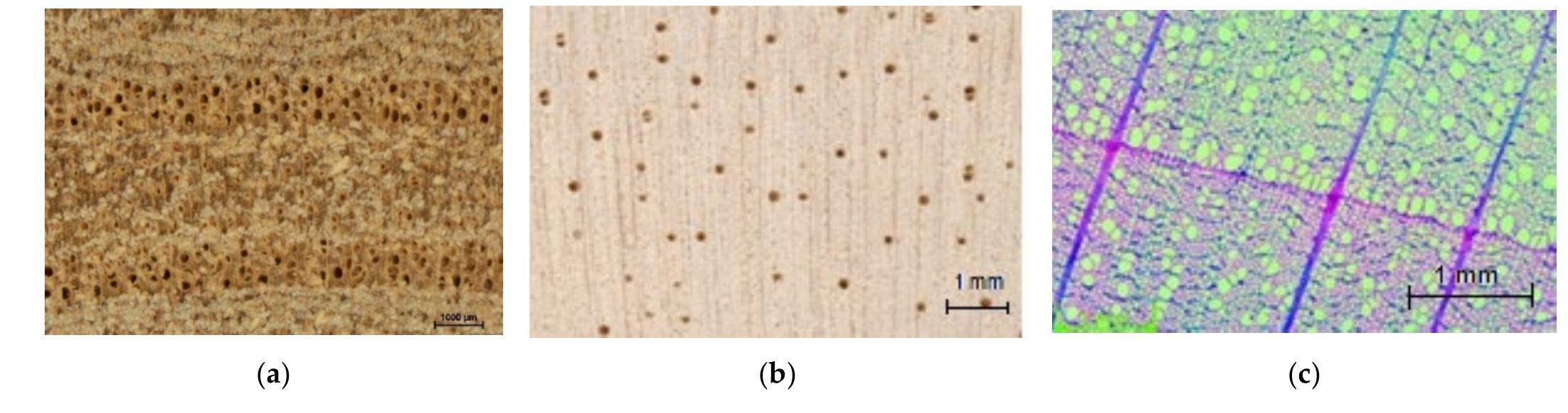 Microscopic cross-sectional images of paulownia (a), balsa