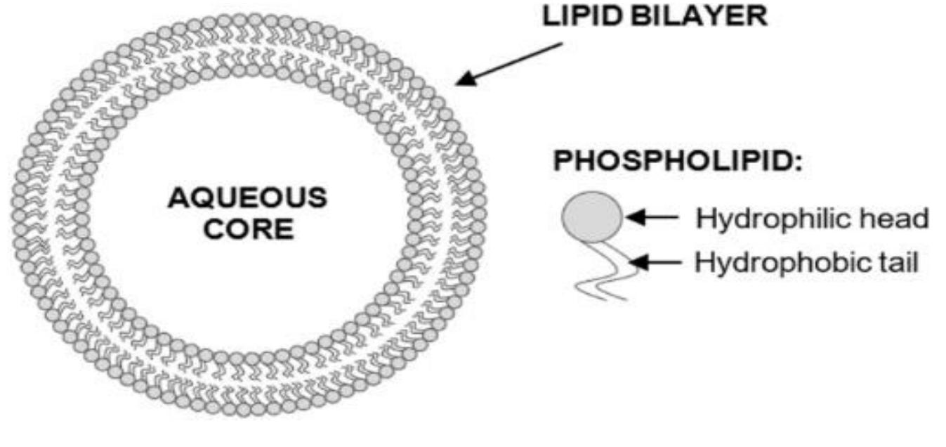 Schematic illustration of liposomes; structure of