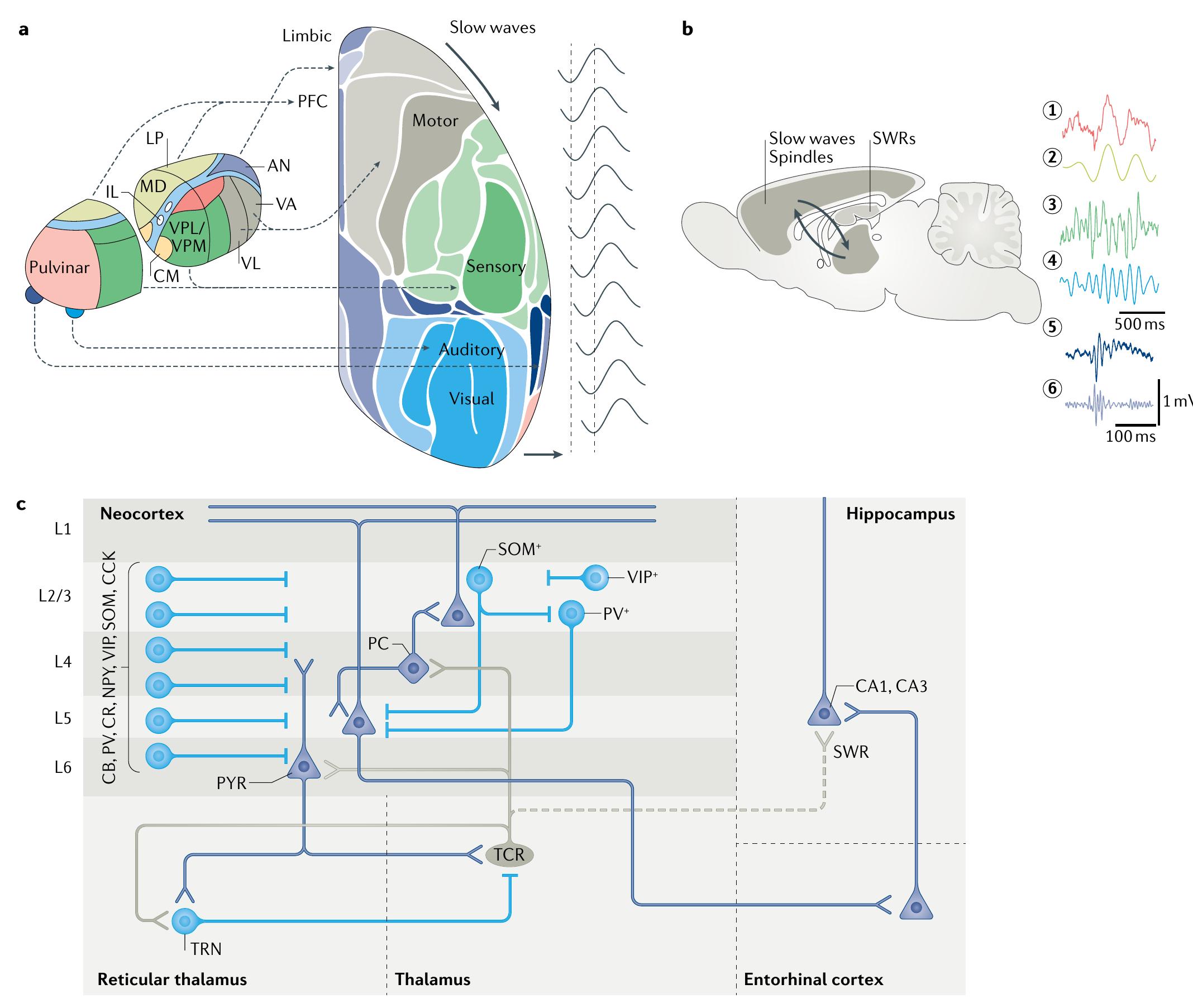 | circuit mechanisms of nrem sleep-specific oscillations.