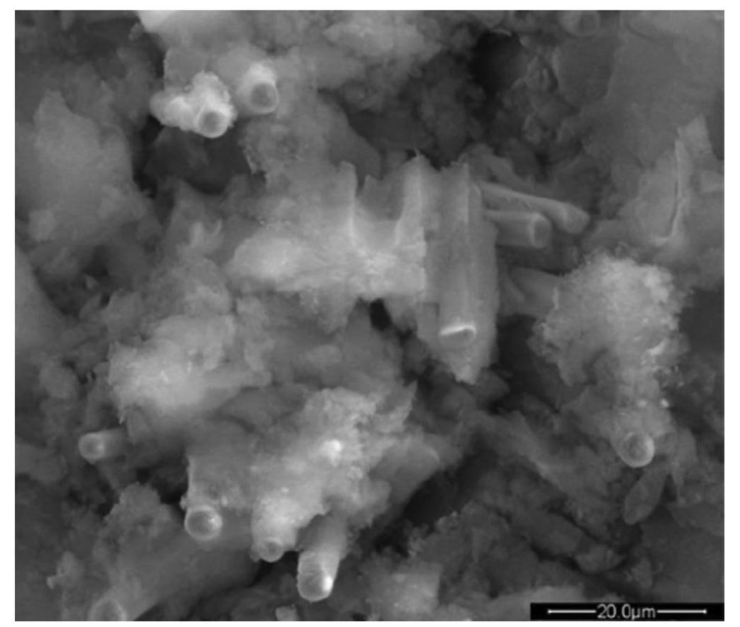 Scanning electron microscopy (sem) image of the cross-sec-