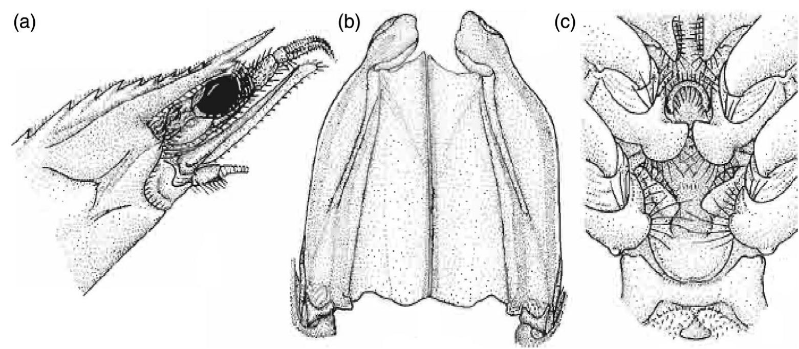 _ main anatomical characters for the differentiation of