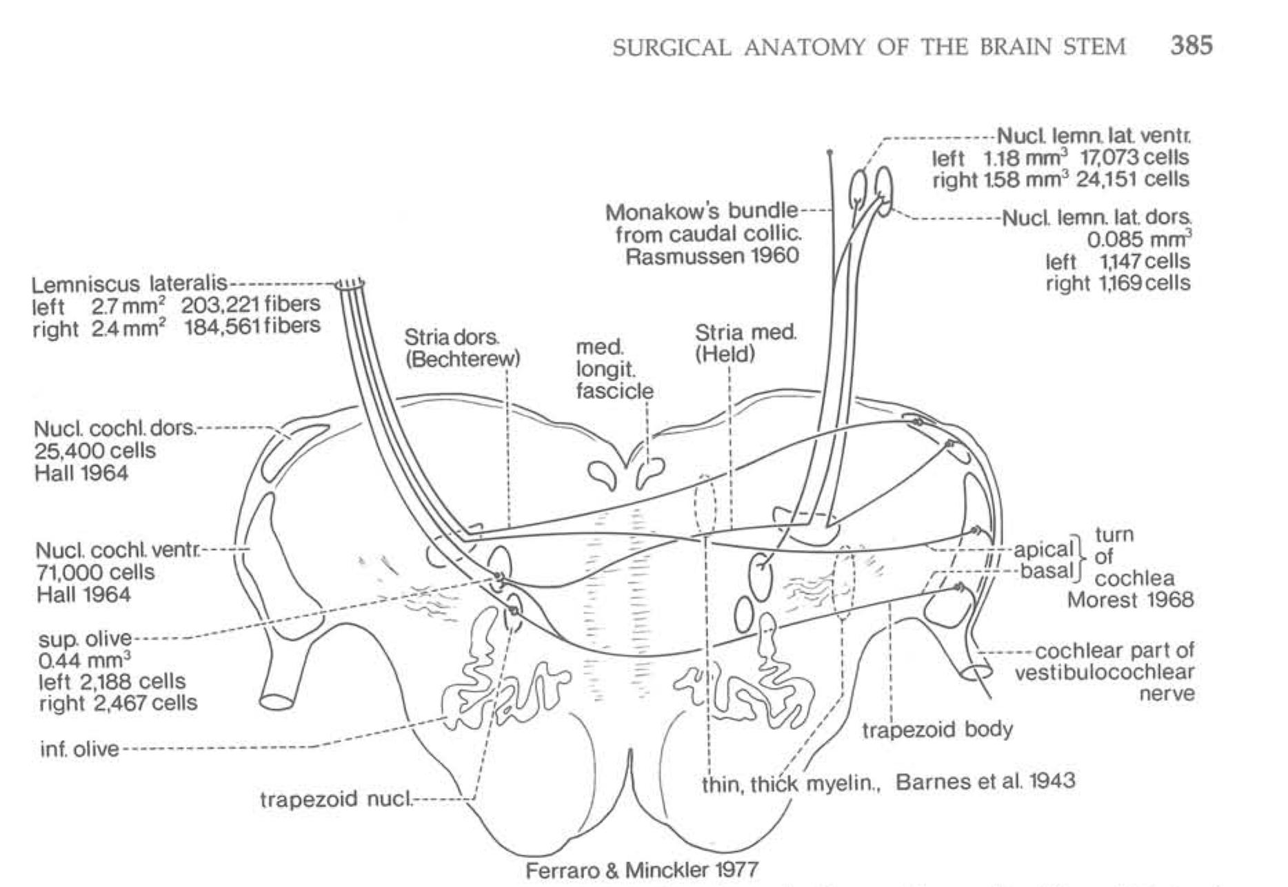Cochlear nuclei and their fiber tracts to the lemniscus