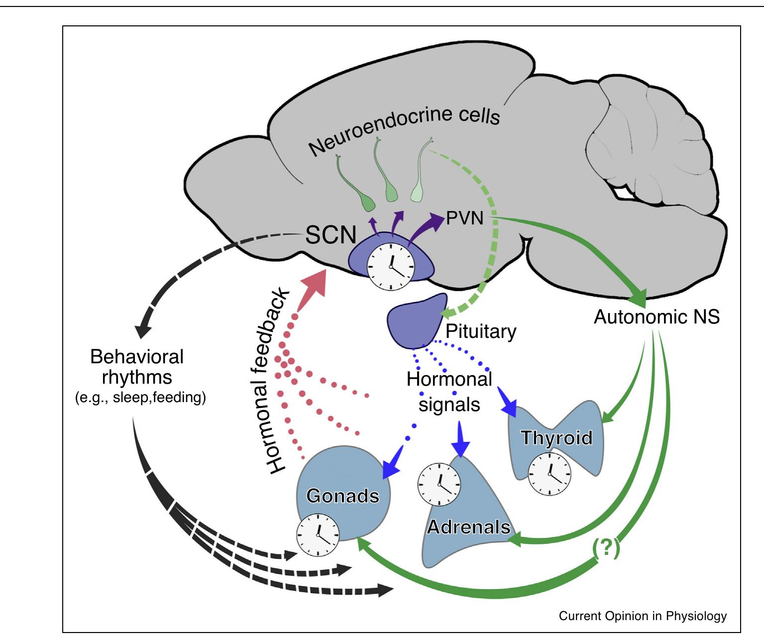 The scn influences endocrine timing via projections to