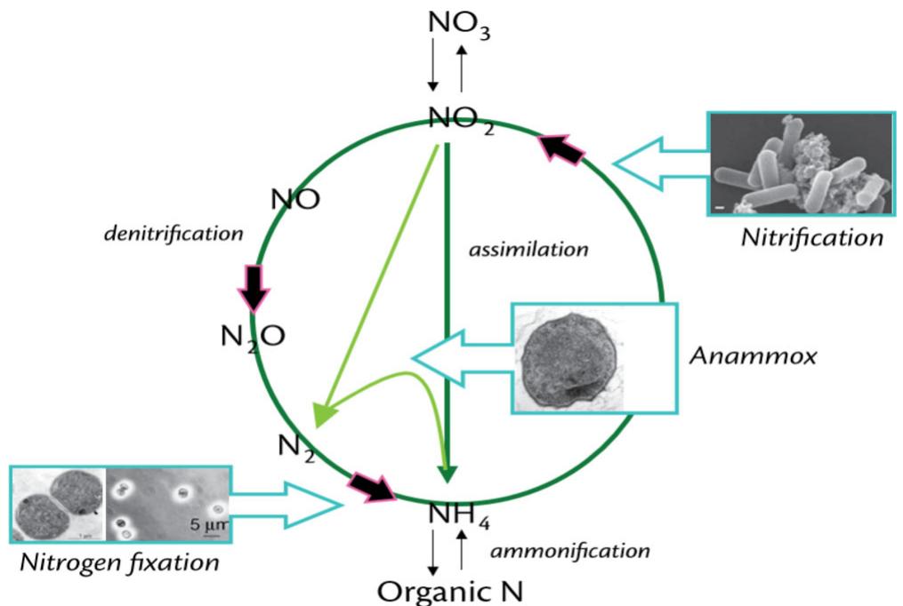 Schematic representation of nitrification, denitrification,