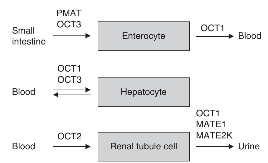 Major known transporters involved in the absorption, hepatic