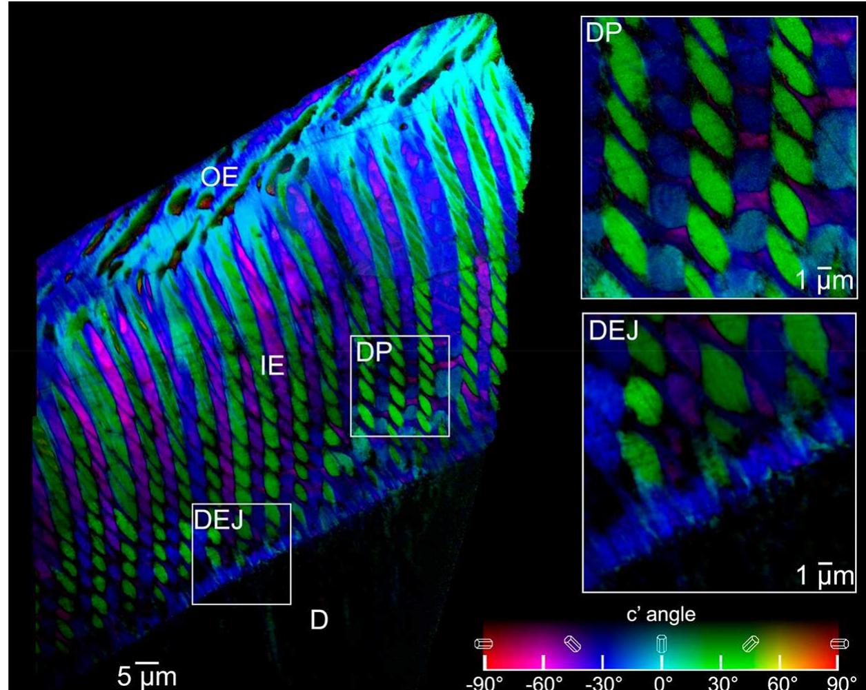 Pic map of a mouse incisor midsagittal polished