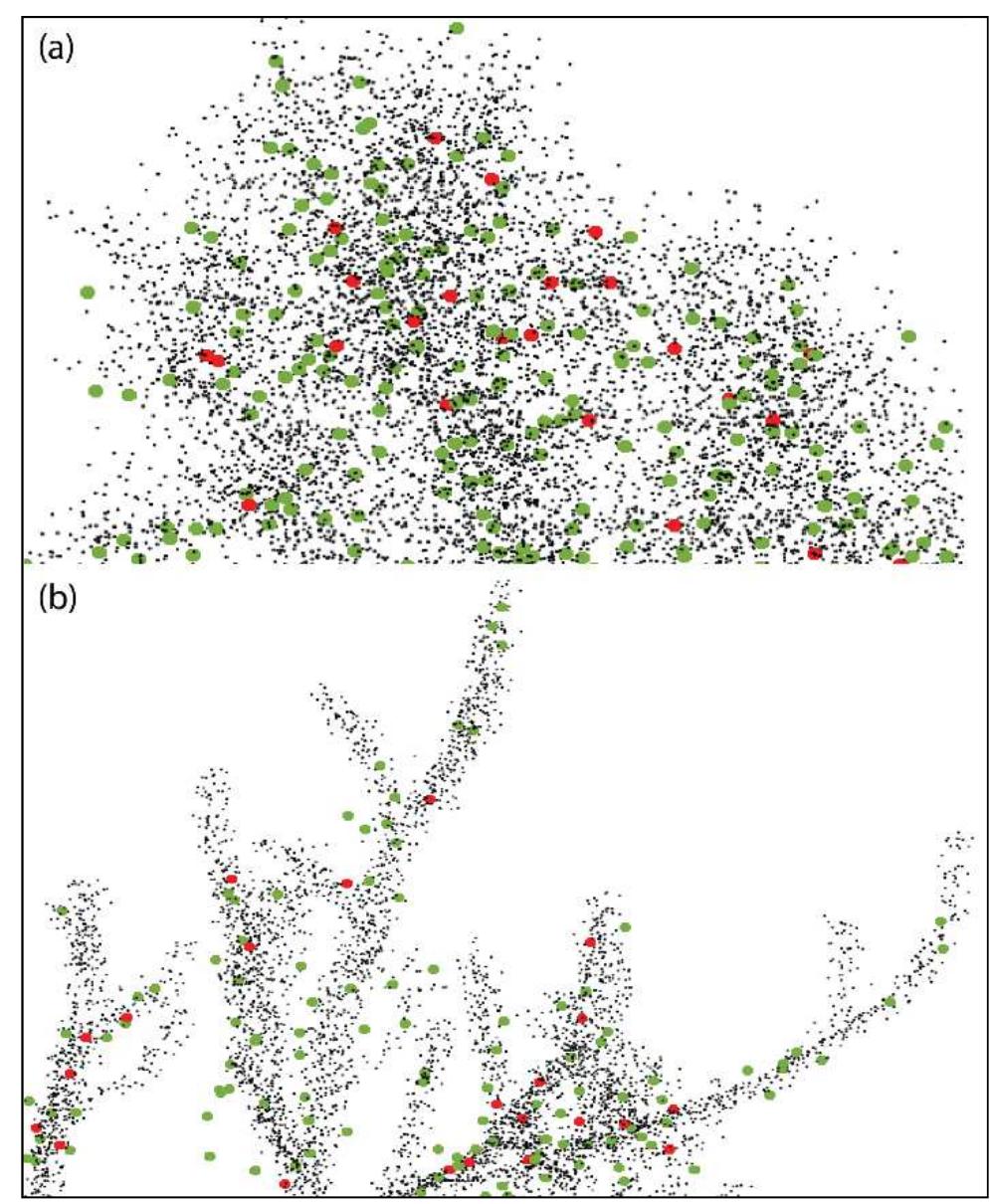 (a) tree with dense crown structure; (b) tree sample with