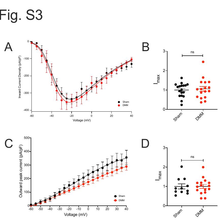 S3 voltage-gated macroscopic currents of fb neurons. plots