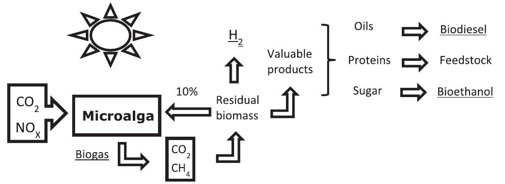 Schematic representation of a biorefinery system for